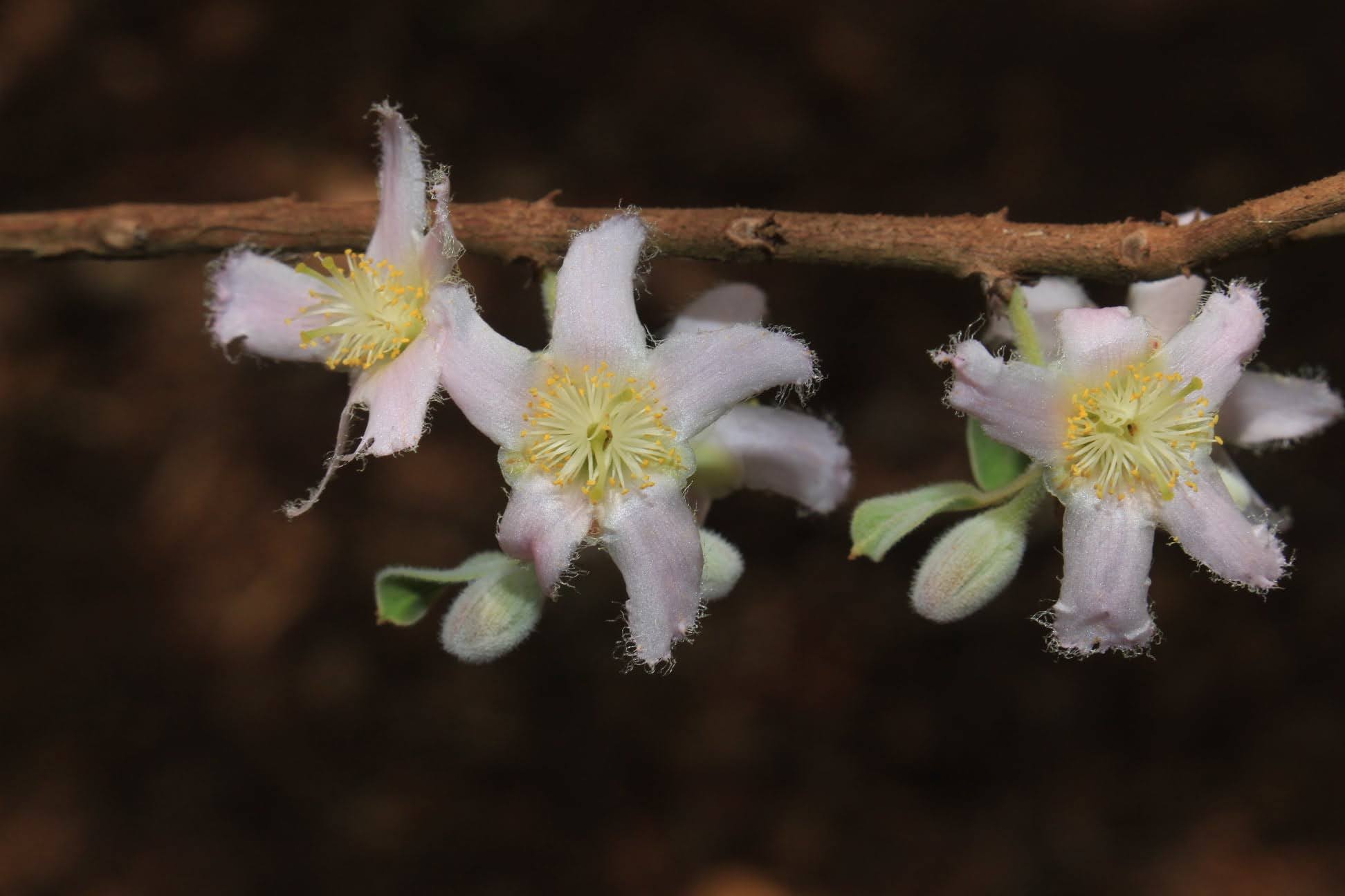 Cratoxylum formosum subsp. pruniflorum (Kurz) Gogelein