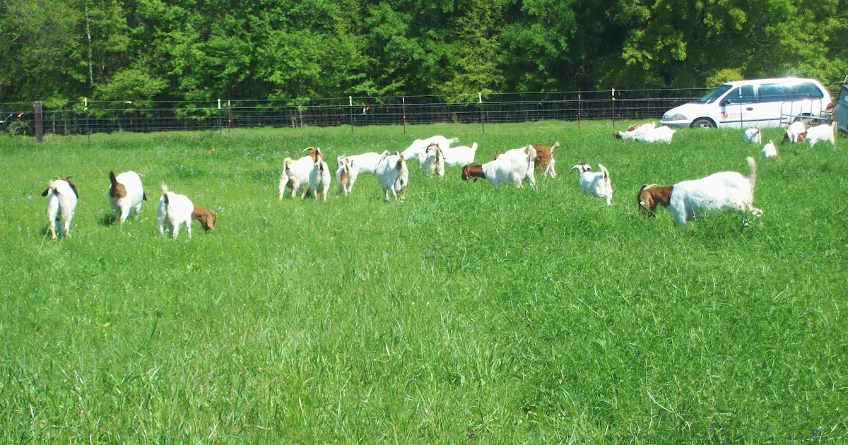 Livestock Communication: Sustainable Pasture-Based Livestock Production ...