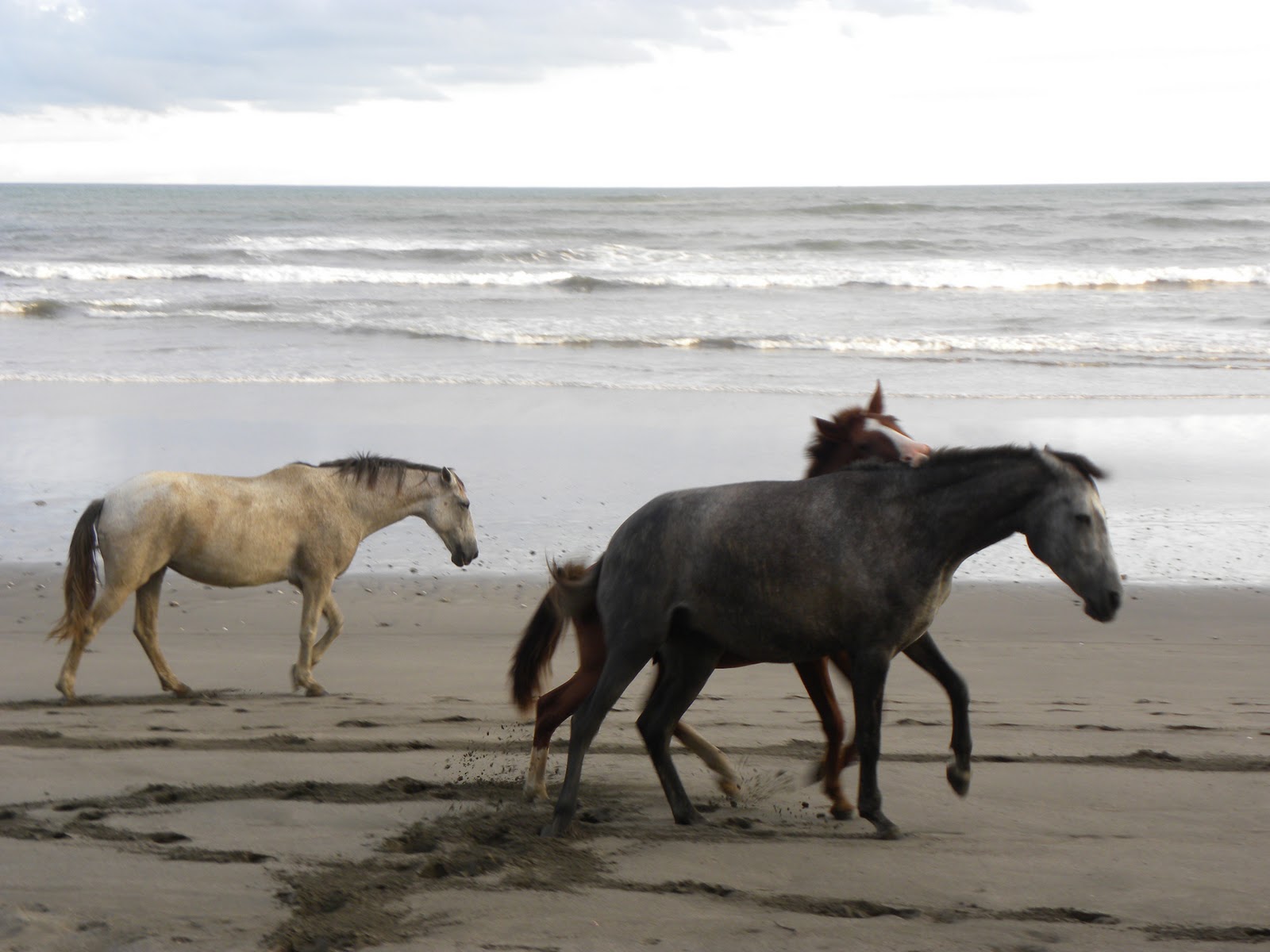 GringaTicaCostaRica: Caballos en la playa