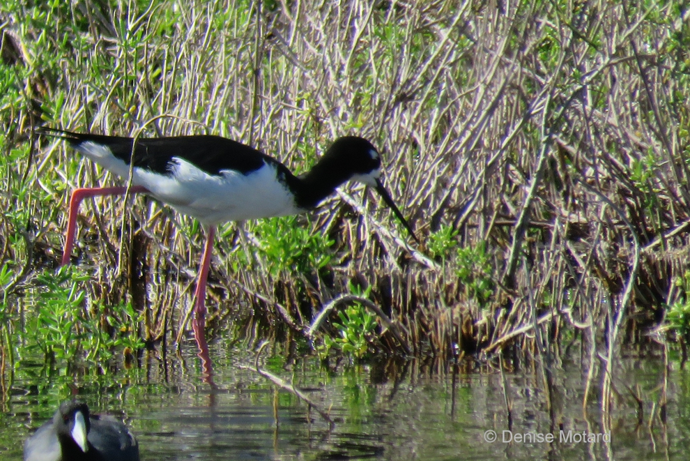 HAWAIIAN STILT