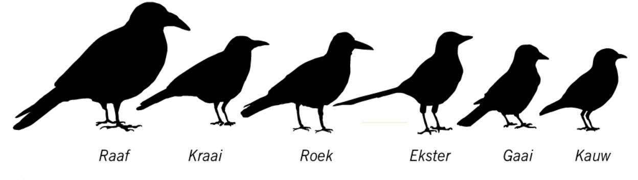 Natuurfotografie-Anita's-Art: Een kraai in mijn tuin...of is het nou ...