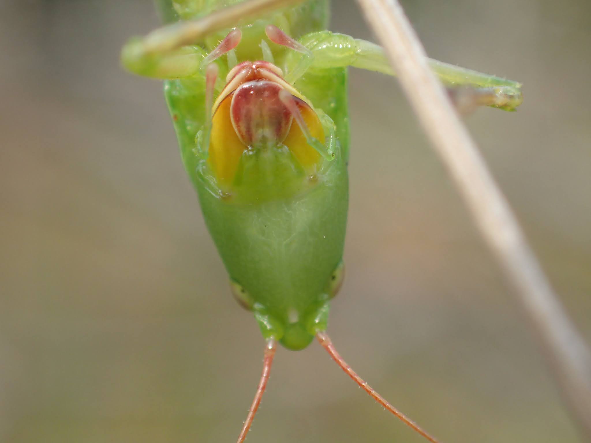 The Lyons Share: Large Conehead in Ashdown Forest!!!
