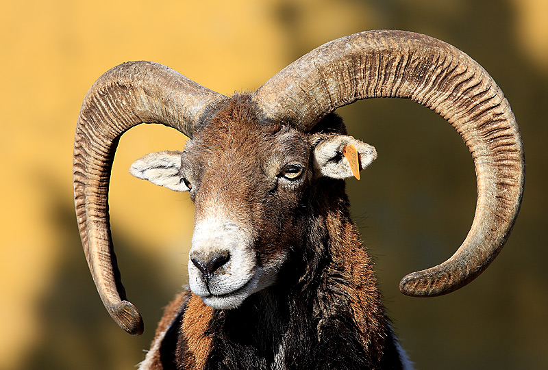 Animales en el Planeta: El muflón común o europeo (Ovis orientalis musimon)