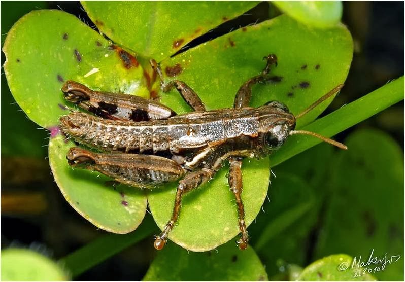 Biodiversidad Costa Granadina y ... (Fauna): Pezotettix giornae