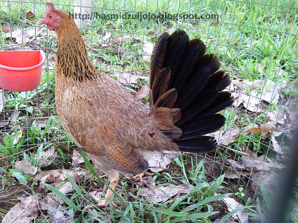 Hasmidzul Gamefowl: Breeding Season