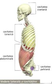 anatomia si fiziologia omului: Segmentele corpului