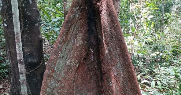 Kelip-kelip kehidupan...: Kelebihan akar banir pokok hutan hujan tropika