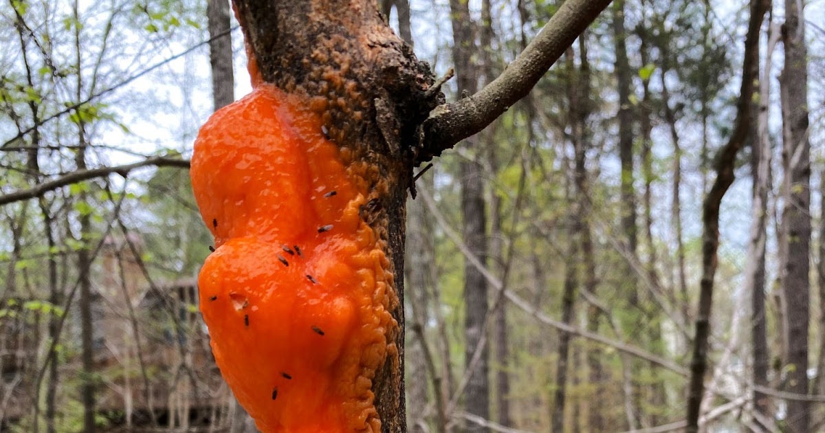 Using Georgia Native Plants: Orange Slime on the Muscadine