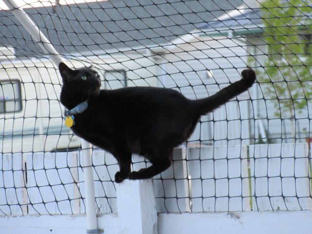 Cat Fence made from pvc pipe: Cat Fence overview