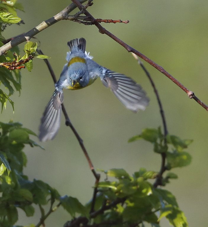See What I See: Ocean City NJ wildlife -small birds