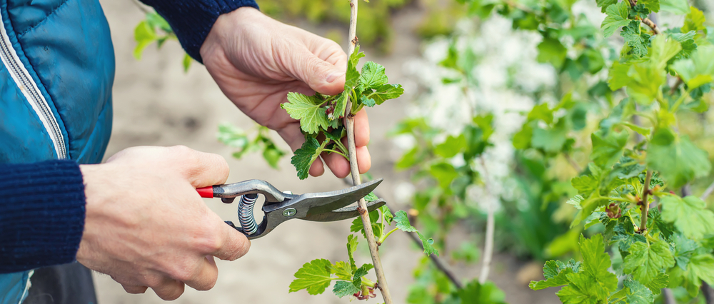 Cutting - asexual/vegetative propagation