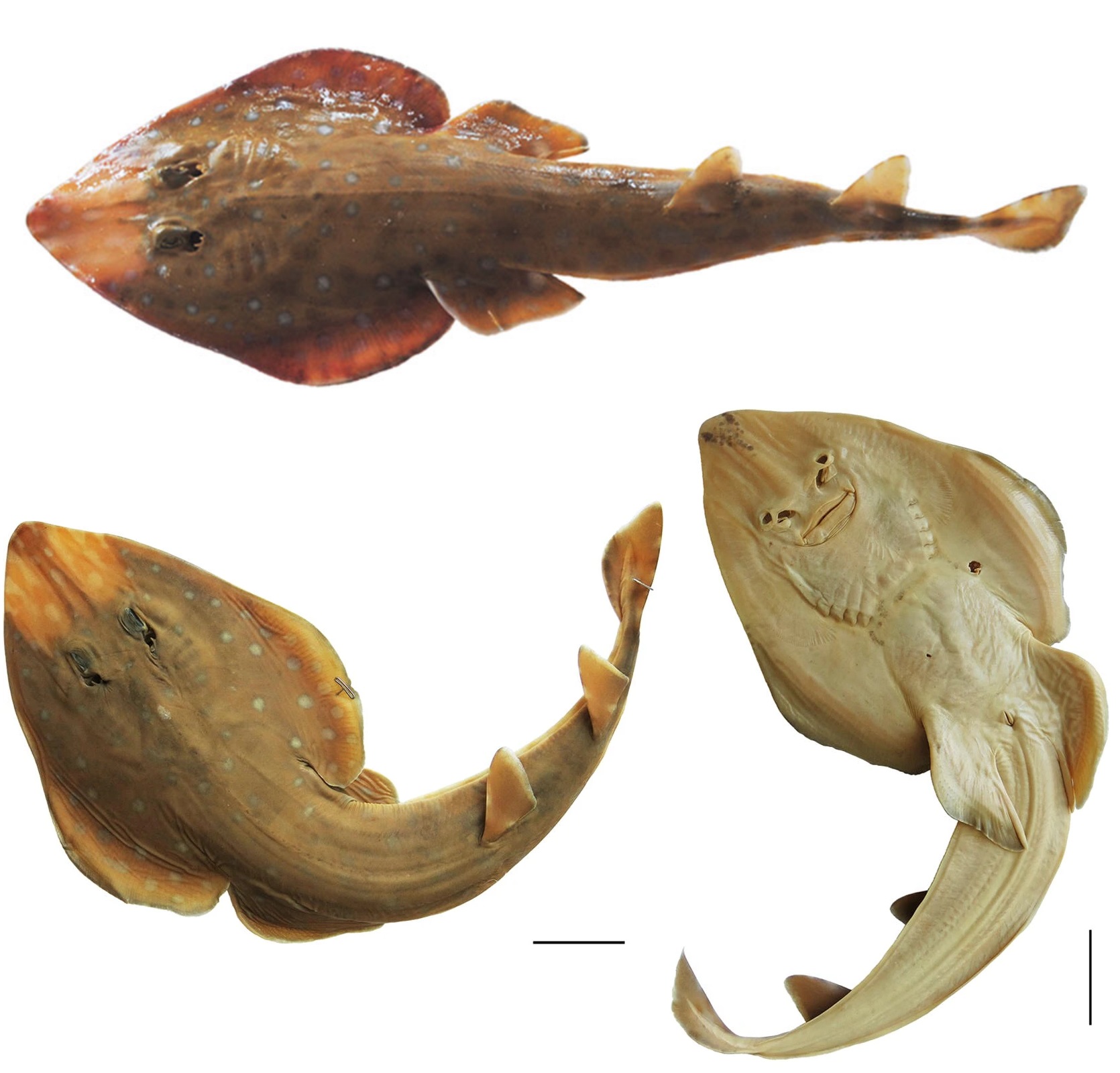 Species New to Science: [Ichthyology • 2021] Acroteriobatus andysabini ...