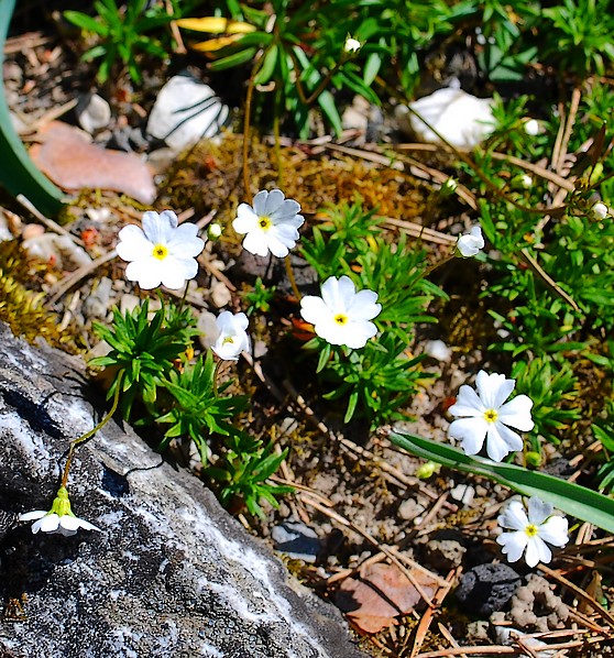 Flore sauvage en Suisse (et Jardins botaniques): ANDROSACE LACTEA L.