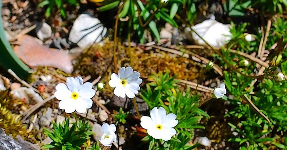 Flore sauvage en Suisse (et Jardins botaniques): ANDROSACE LACTEA L.