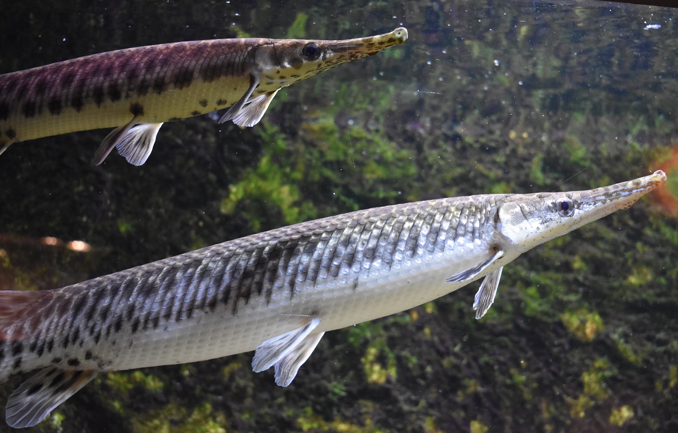 ZOOTOGRAFIANDO (6.057 ANIMALS): PEZ CAIMÁN CHATO (Lepisosteus platostomus)