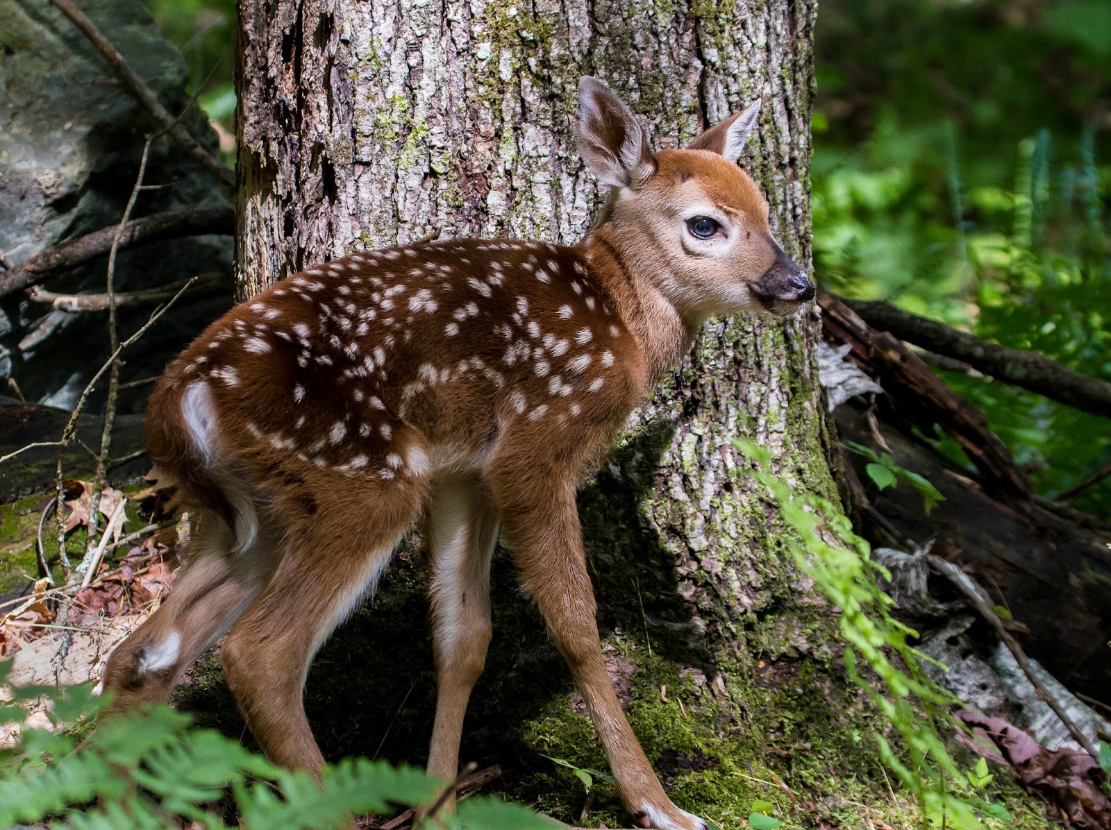 Daniel Berna Photography Fawn daniel-berna-photography-fawn