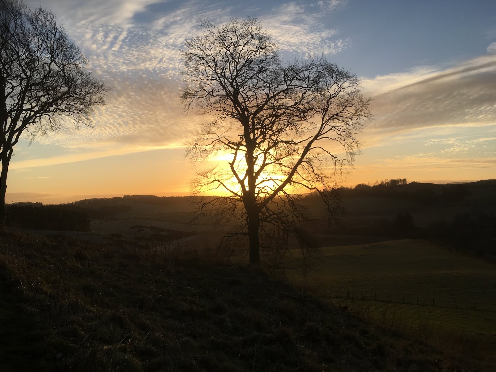 Ragged Theology: The Mercy Tree