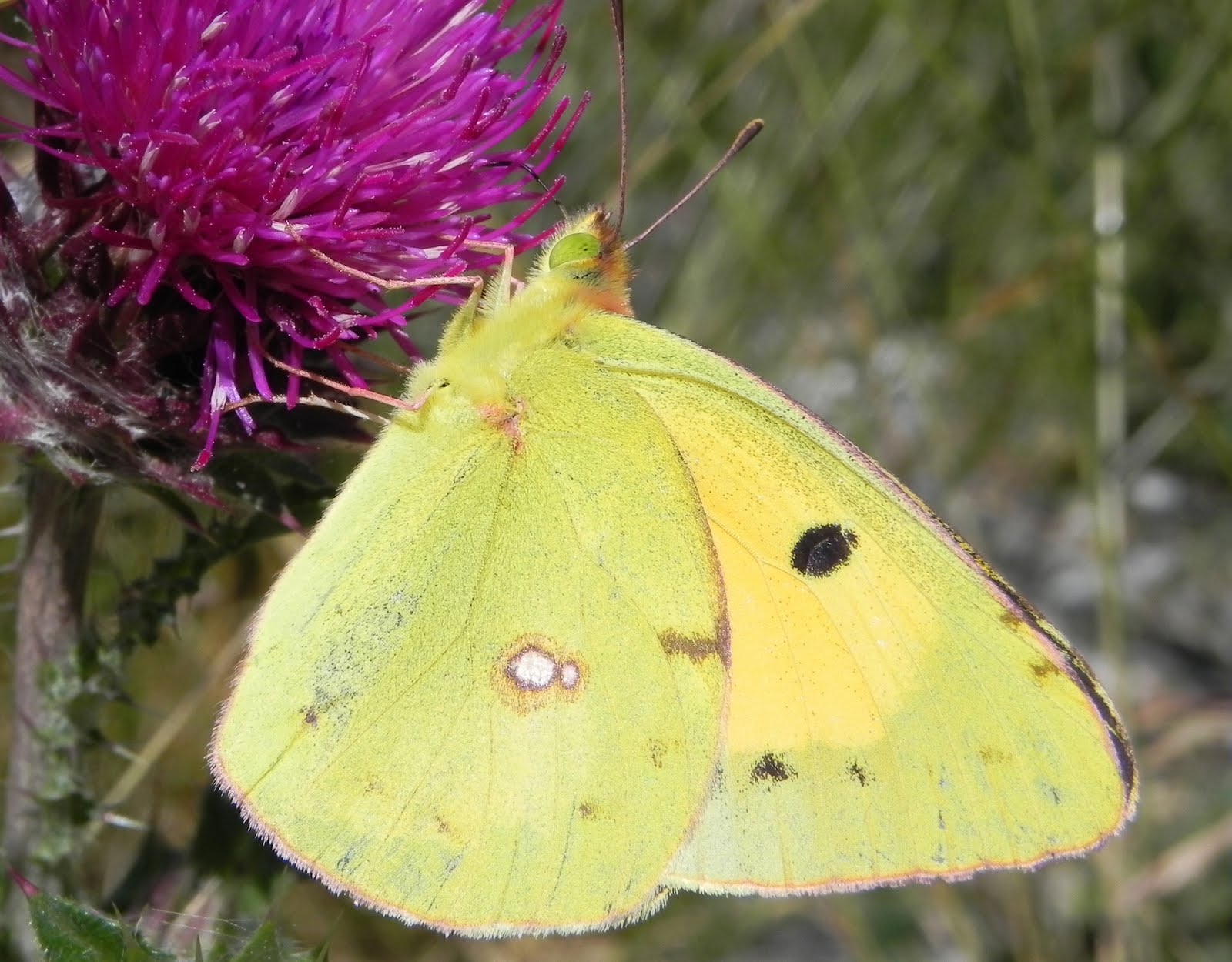 Butterfly Pictures: Clouded Yellow – Colias croceus
