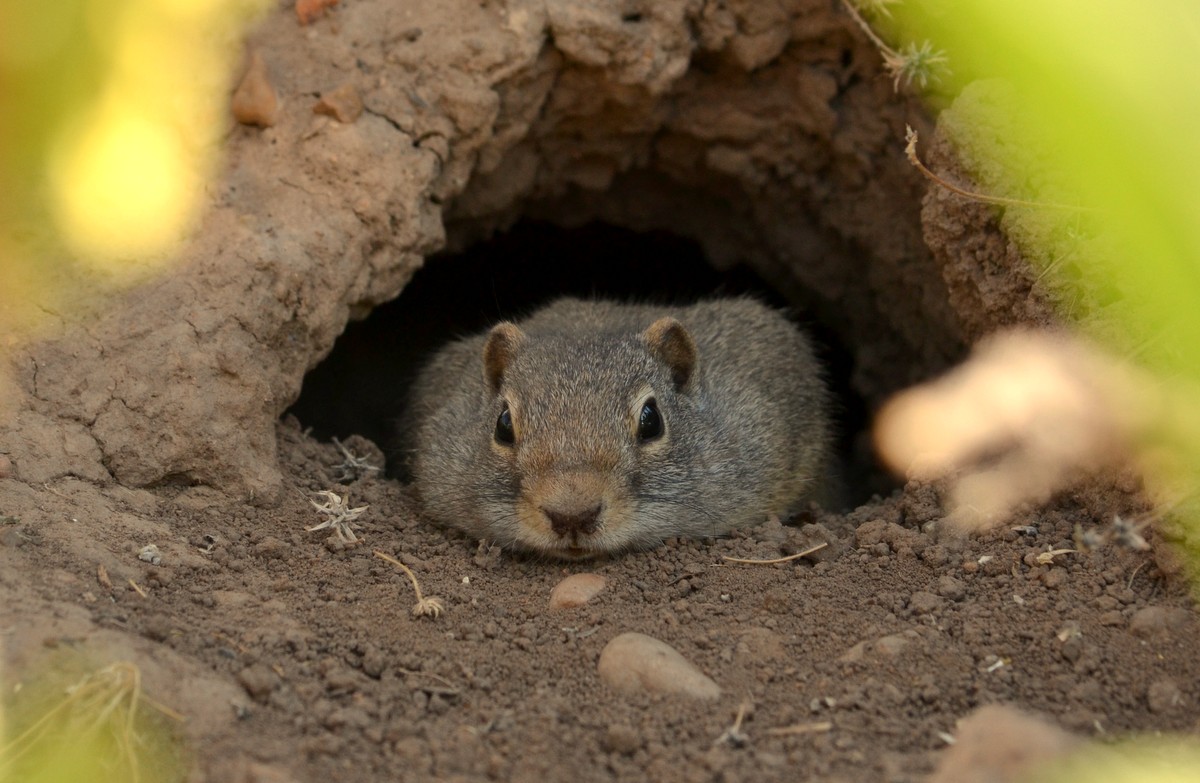 Woods Walks and Wildlife: The Big Move