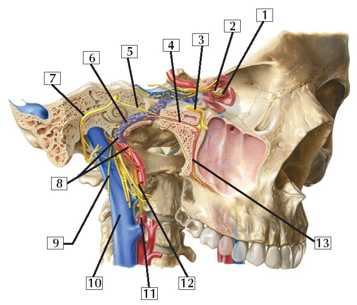 Orientation of Nerves and Vessels of the Cranial Base Anatomy ...