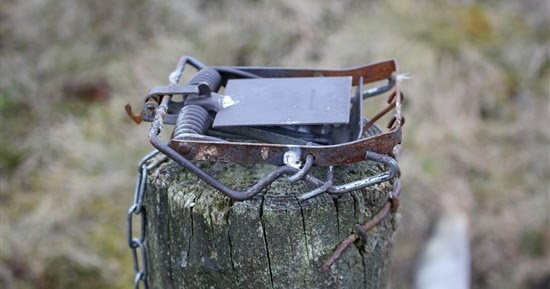 A birding odyssey.: Poletraps and all that