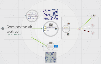 Jayhawk Infectious Diseases: Gram positive laboratory algorithm