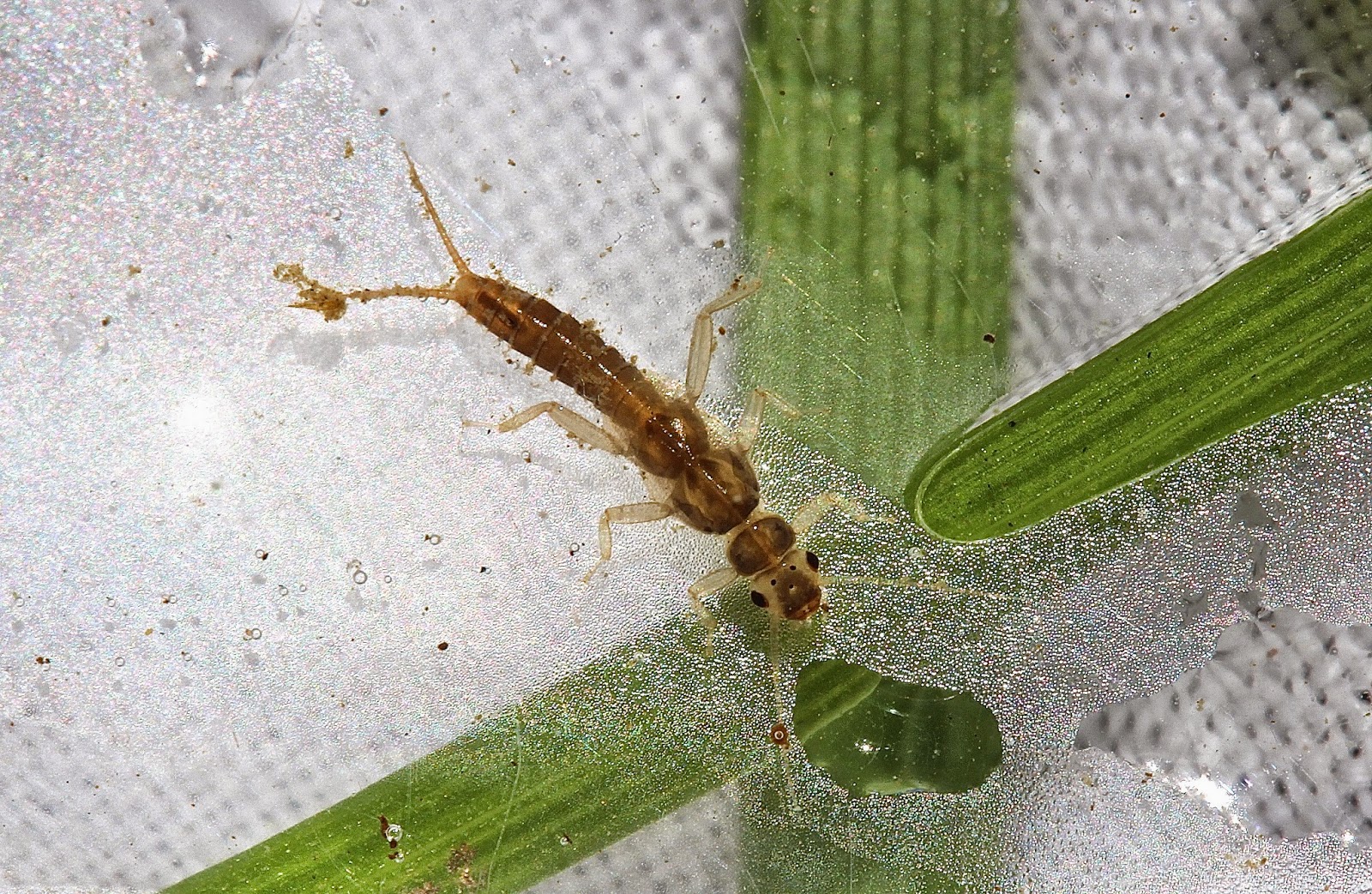 Aquatic Insects of Central Virginia: The Green Stonefly Haploperla ...