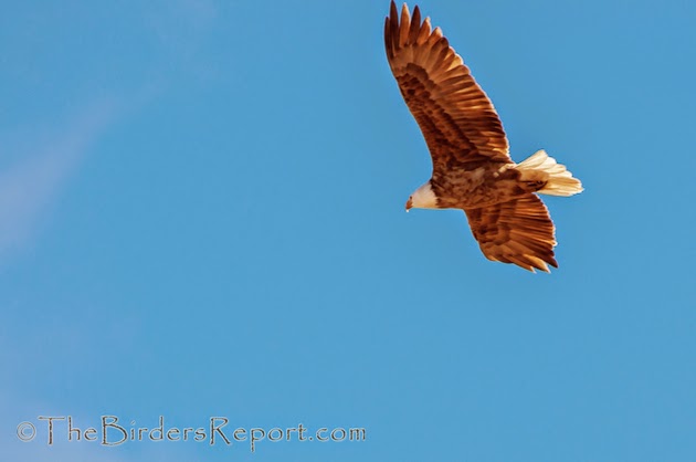 White Wolf : An Incredibly Rare Leucistic Bald Eagle Makes Its ...