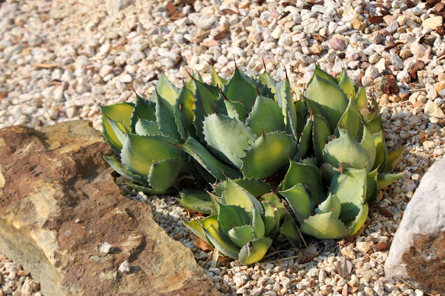 Small Agaves in the Garden