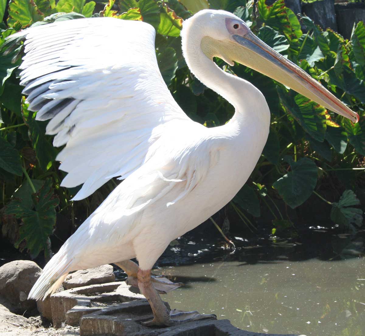 Mis adorables animales: Pelicanos