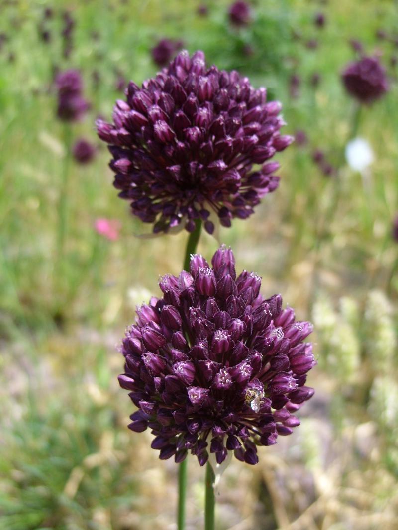 PhyloBotanist: Botany picture #104: Allium rotundum