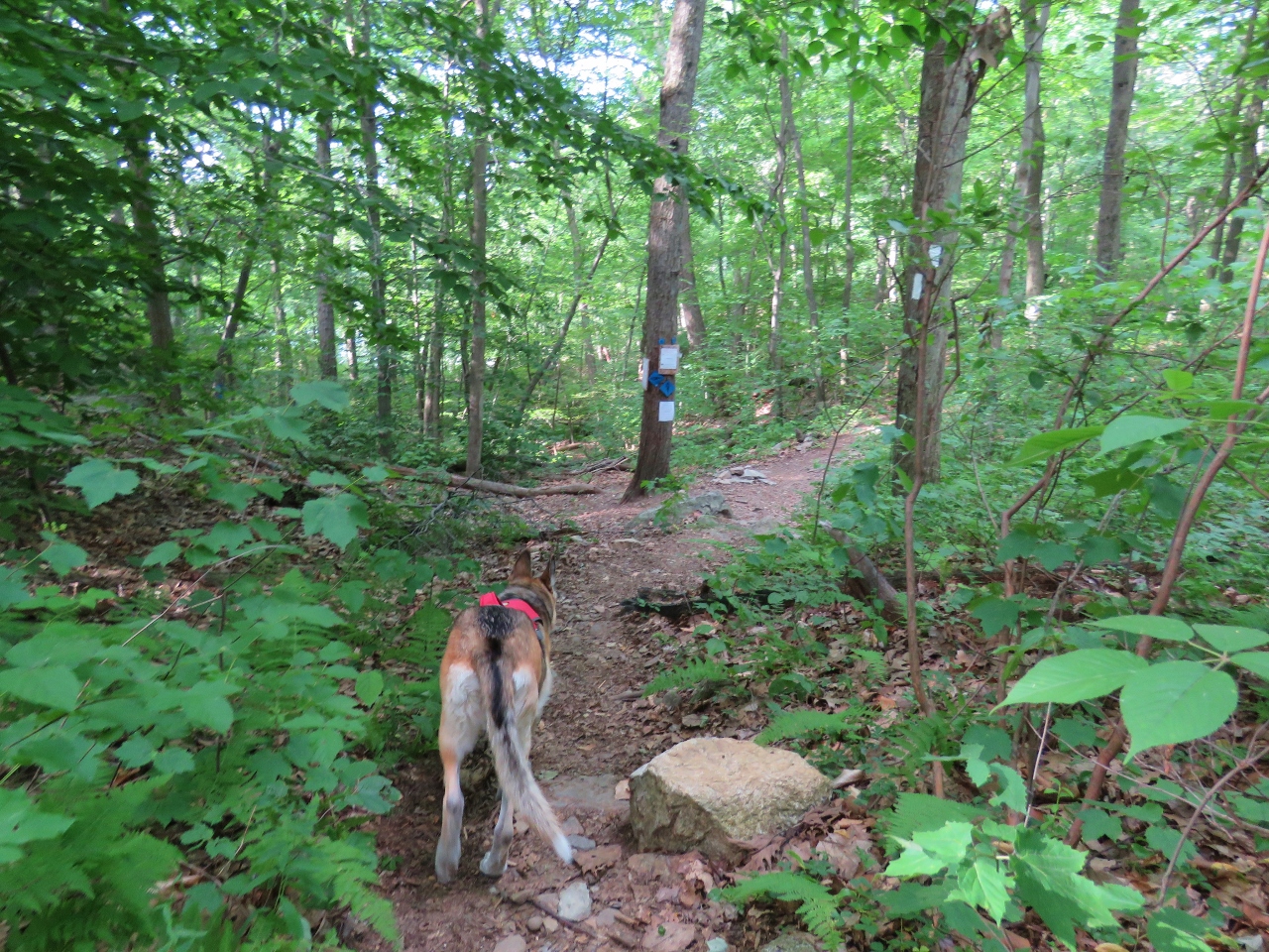 Gone Hikin': Fahnestock State Park, NY - Canopus Lake