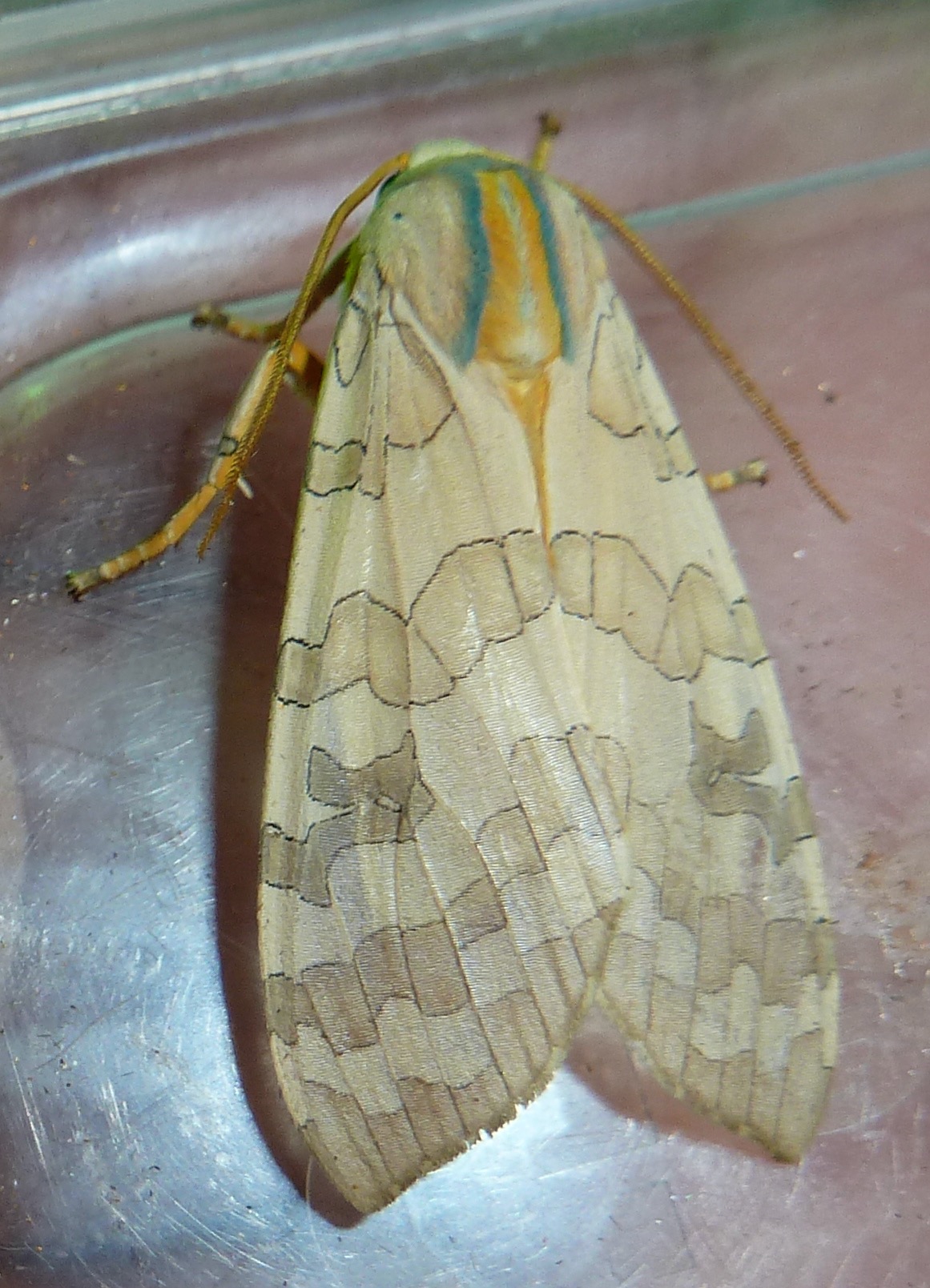Springfield Plateau: Sycamore Tussock Moth