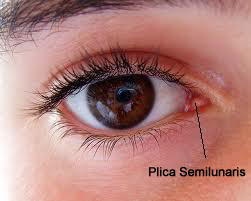 La Escalera de Iakob: Estructuras vestigiales