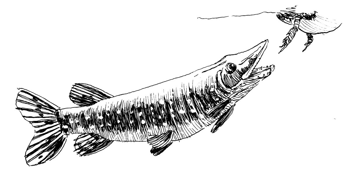 Tattooed Sky: Northern Pike Sketch