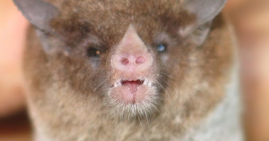 Sooty Mustached Bat