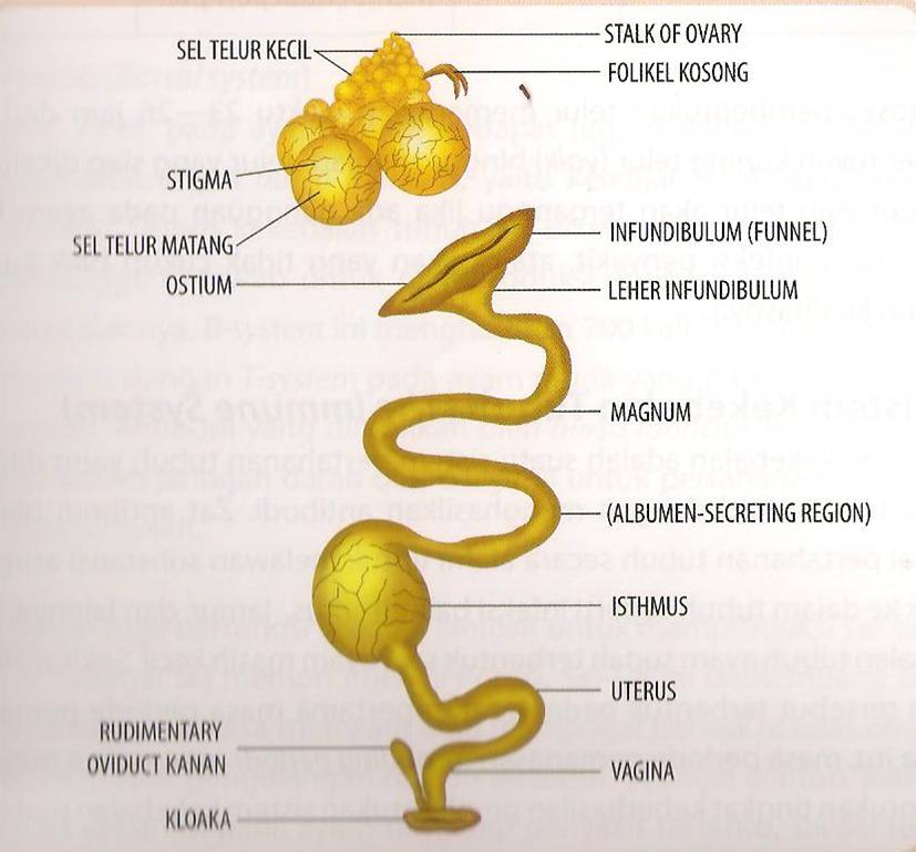 Berbagai macam gangguan pada organ reproduksi ayam petelur | Tips cara ...