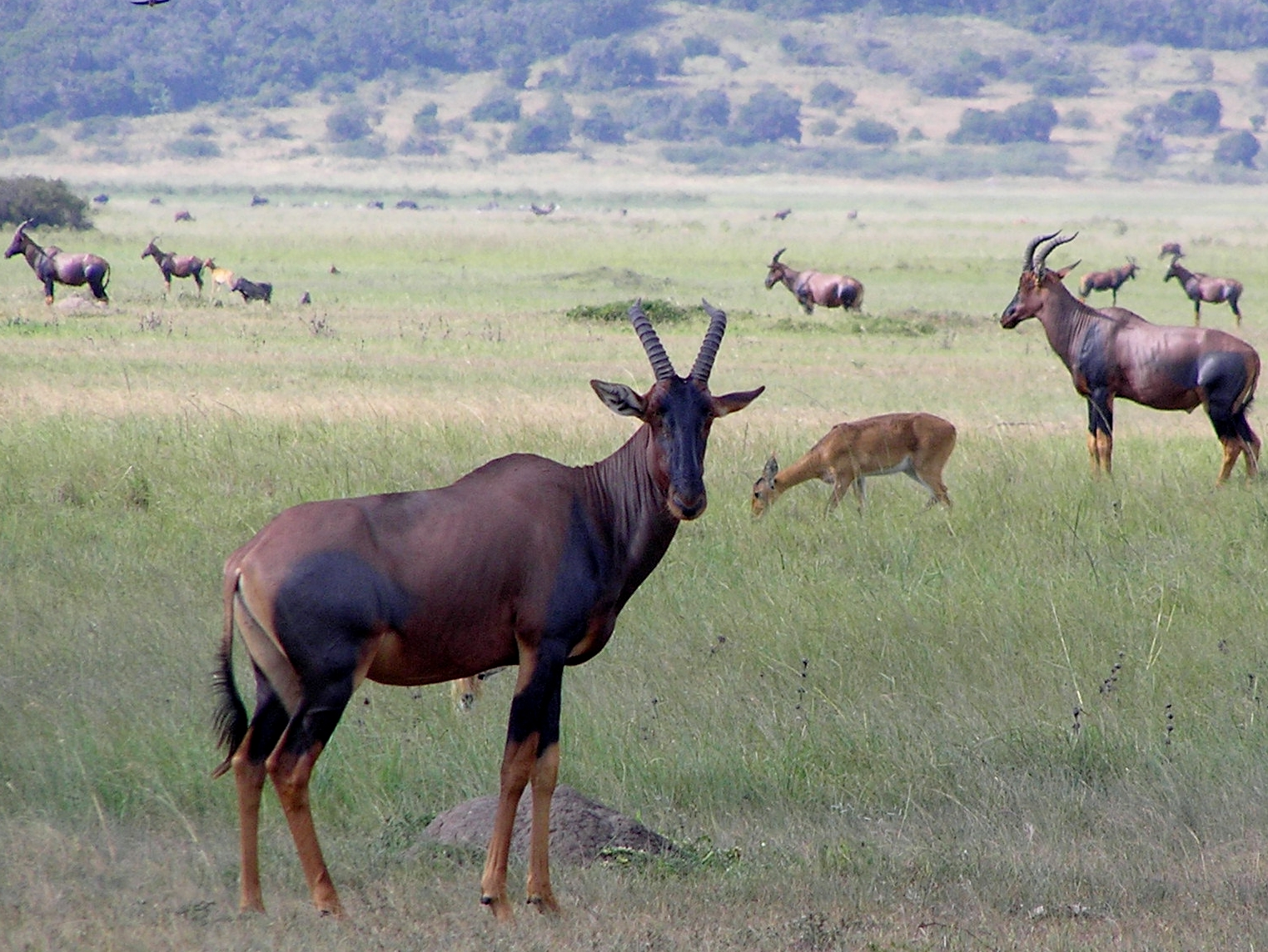 Rwanda on the Wing: Run like an antelope
