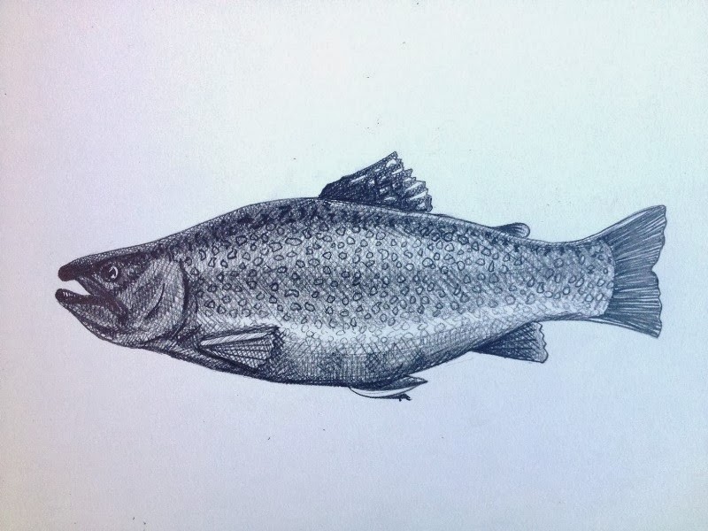 Tania McCartney Blog: #illo52weeks - week 8: cross hatching