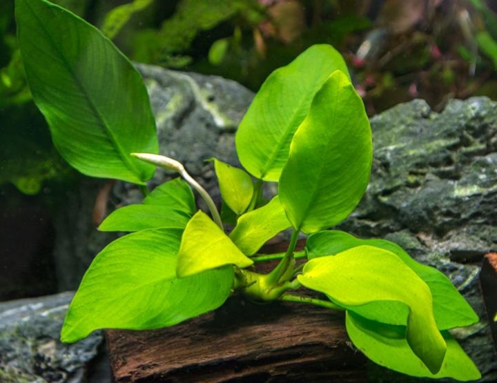 Cara Menanam Tanaman Epifit Aquascape