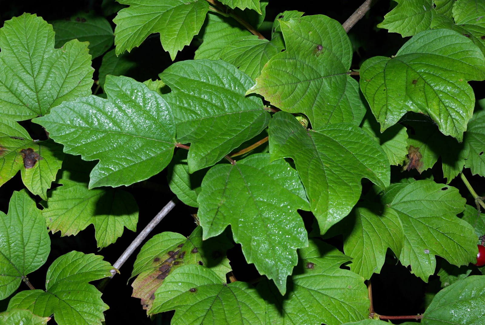 Trees Planet: Viburnum opulus – Guelder Rose