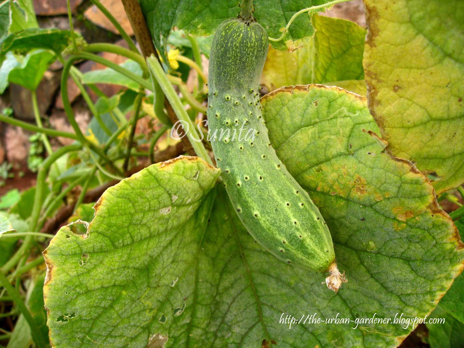The Urban Gardener: Monsoon vegetables in Mumbai