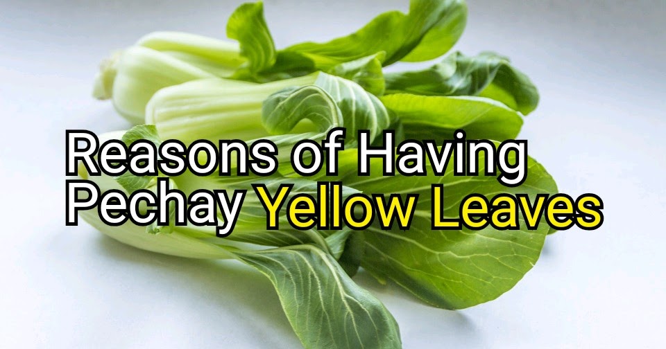 Cool Pechay - Know What is Pechay Vegetable