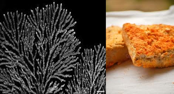 ISR 10th Grade: Jamur (Fungi)