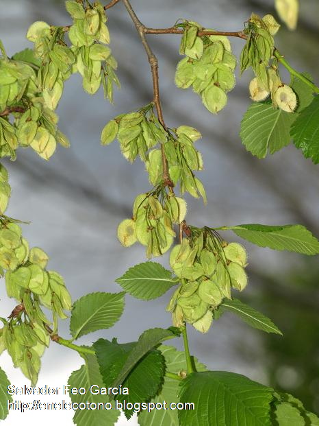 En el ecotono: Los frutos de los olmos