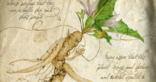 Brujería del Cerco: La Misteriosa y Mágica Mandrágora