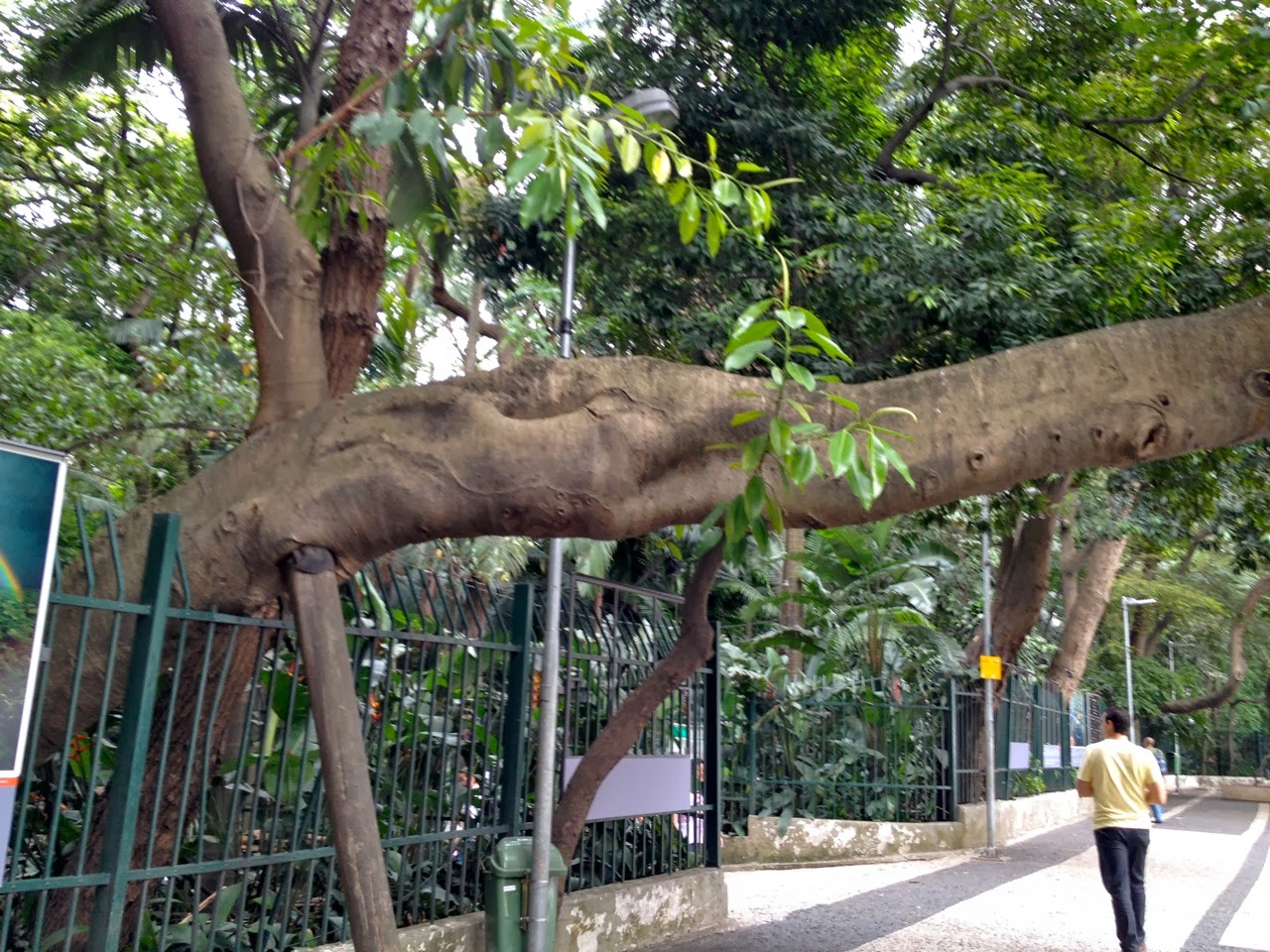 Parque Trianon ou Tenente Siqueira Campos em São Paulo ~ Áreas Verdes ...