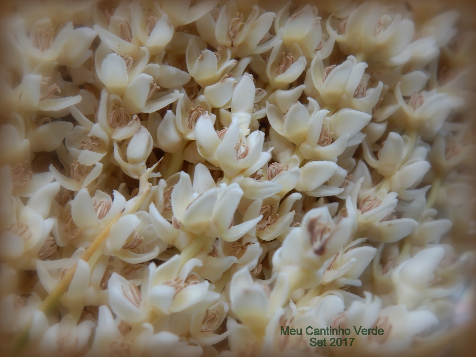 Meu Cantinho Verde: Setembro 2014