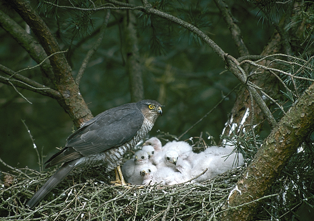 El Cajón del Maestro: Gavilán Común