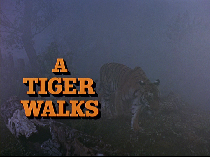 Caftan Woman: The Animals in Film Blogathon: A Tiger Walks (1964)